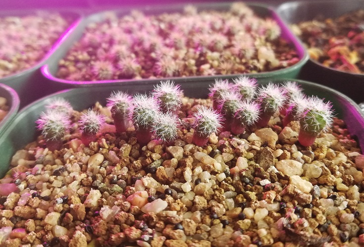 てんてん光るオブツーサ | サボタニッキ